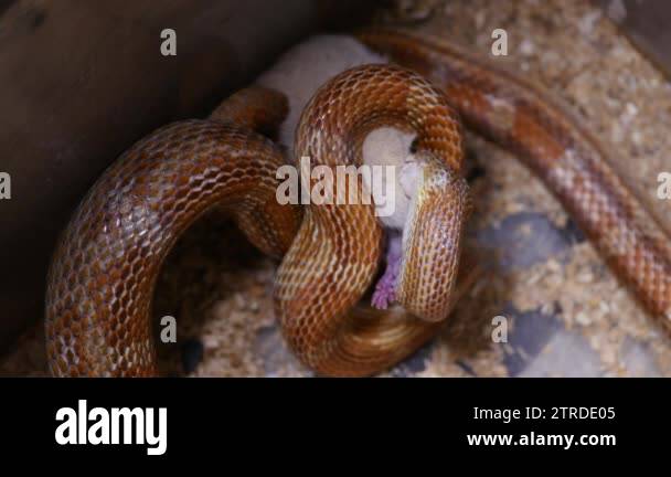 A red corn snake feeding in terrarium. Pantherophis guttatus is a North ...
