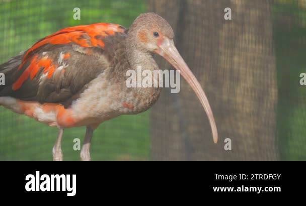 Juvenile Red and Gray Scarlet Ibis Bird Zoology Studying Long Down ...