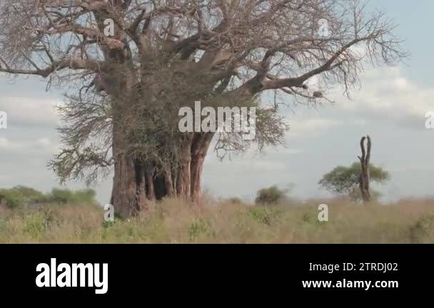 Big baobab tree growing Stock Videos & Footage - HD and 4K Video Clips ...