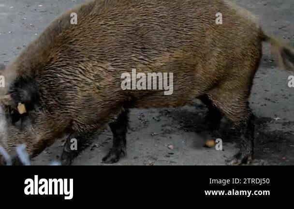Fat boar Stock Videos & Footage - HD and 4K Video Clips - Alamy