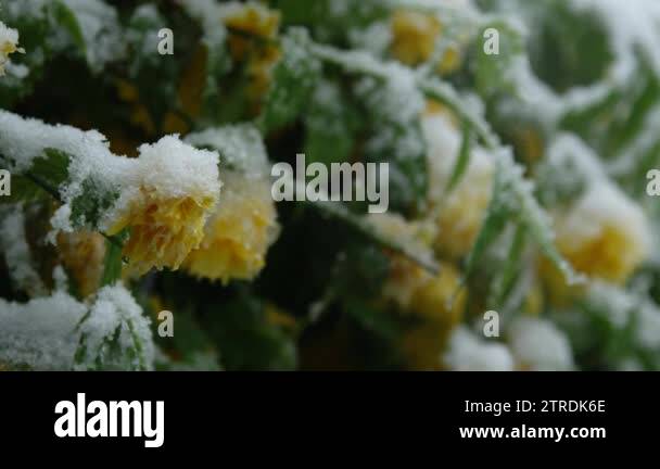 SLOW MOTION CLOSE UP: Gentle orange flowers on blossoming bush freezing ...