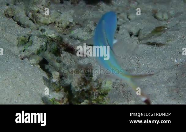 Suez Fusilier (Caesio suevica) close up Stock Video Footage - Alamy