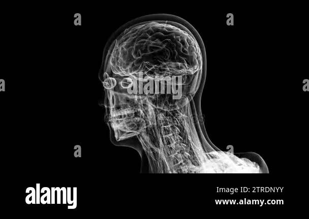 Human anatomy. The anatomical model of a human head is rotated around ...