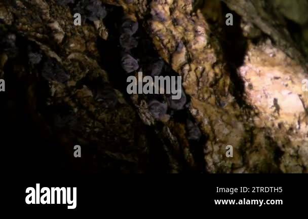 Isla bastimentos national park Stock Videos & Footage - HD and 4K Video ...