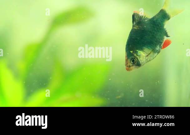 Fish eating food Stock Videos & Footage - HD and 4K Video Clips - Alamy