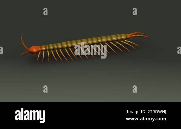 Centipede young Stock Videos & Footage - HD and 4K Video Clips - Alamy
