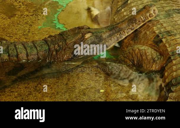 Genus crocodylus Stock Videos & Footage - HD and 4K Video Clips - Alamy