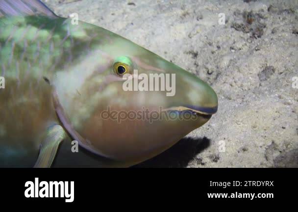 Green fish uon background of underwater sandy bottom in Red sea Stock ...