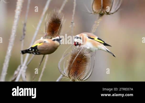 European goldfinch feather Stock Videos & Footage - HD and 4K Video ...