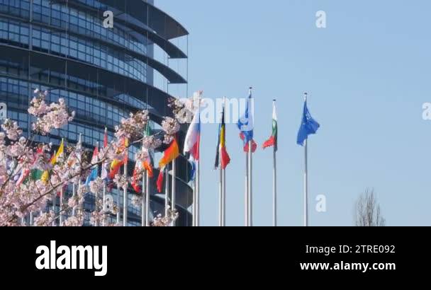 European sakura trees Stock Videos & Footage - HD and 4K Video Clips ...