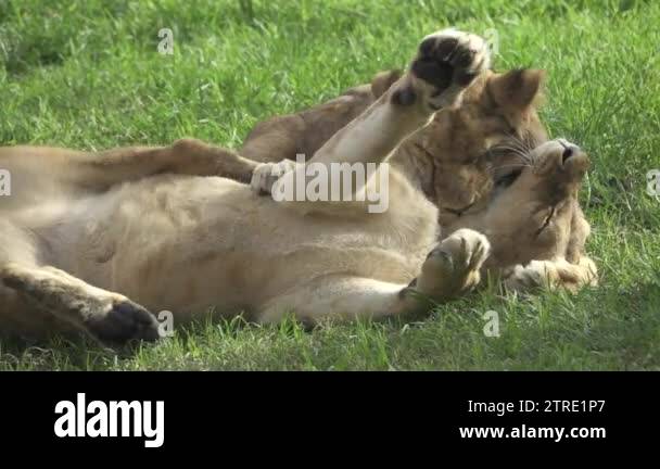 Two young lions playing Stock Videos & Footage - HD and 4K Video Clips ...