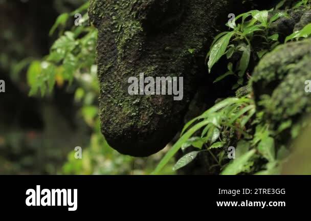 Forest dragon lizard Stock Videos & Footage - HD and 4K Video Clips - Alamy