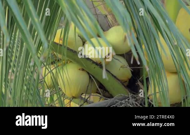 Coconuts palm tree fruit Stock Videos & Footage - HD and 4K Video Clips ...
