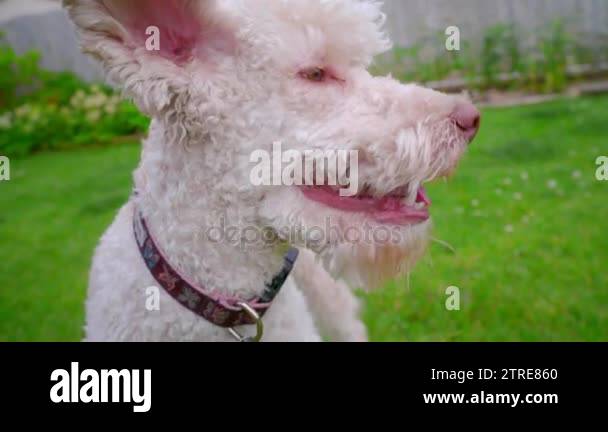 Dog human face Stock Videos & Footage - HD and 4K Video Clips - Alamy