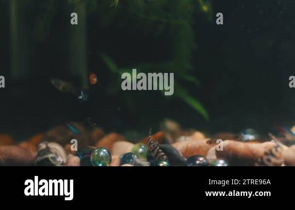 Many beautiful colourful fish with long voile tails and fine in home ...