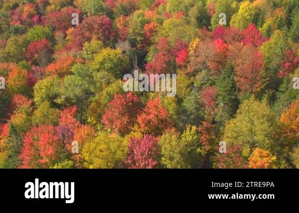 AERIAL: Flying above fascinating tree canopies in gorgeous lush dense ...