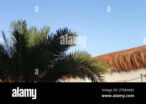 Bamboo tree roof house Stock Videos & Footage - HD and 4K Video Clips ...