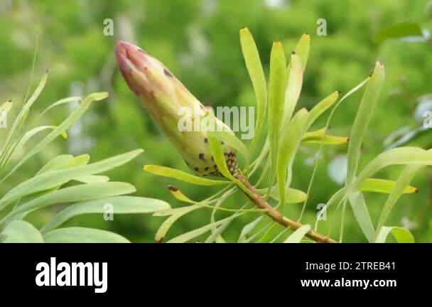 Protea repens (Common sugarbush, Honey flower, Sugarbush). Protea is ...