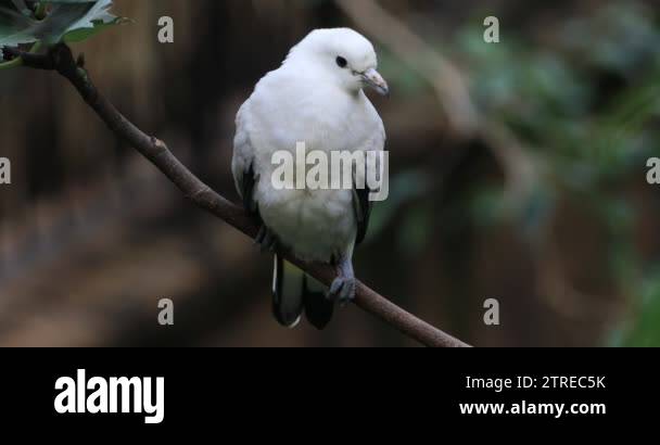 Ducula Stock Videos & Footage - HD and 4K Video Clips - Alamy