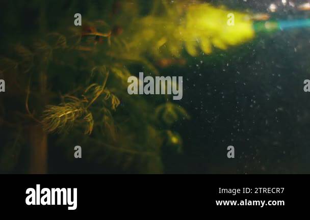 Many beautiful colourful fish with long voile tails and fine in home ...