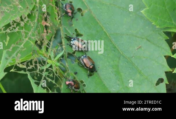 Japanese Beetles, Popillia japonica, invasive and destructive in North ...