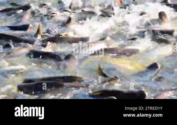Crowd of many freshwater fish hungry such as catfish, snakehead fish ...