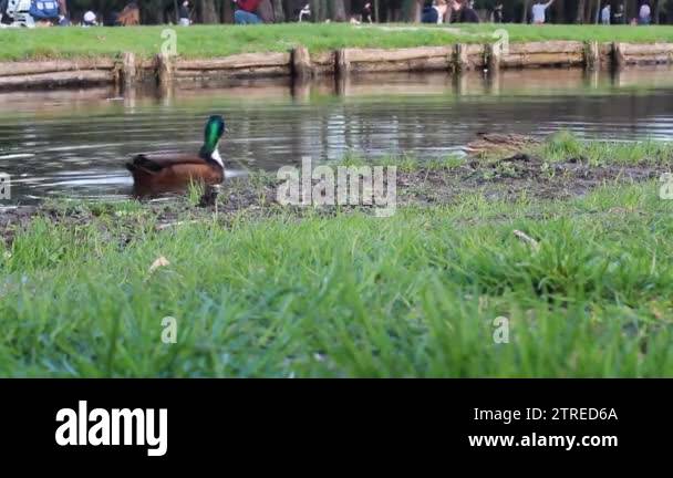 River neck Stock Videos & Footage - HD and 4K Video Clips - Alamy