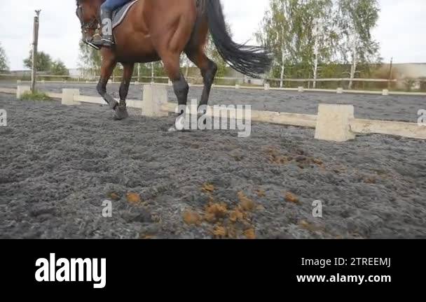 Horse the ground manege Stock Videos & Footage - HD and 4K Video Clips ...