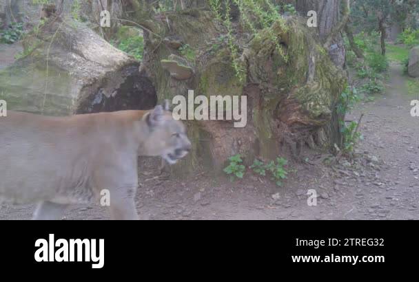 Cougar track Stock Videos & Footage - HD and 4K Video Clips - Alamy