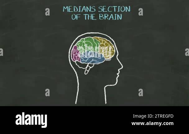 Brain frontal section Stock Videos & Footage - HD and 4K Video Clips ...