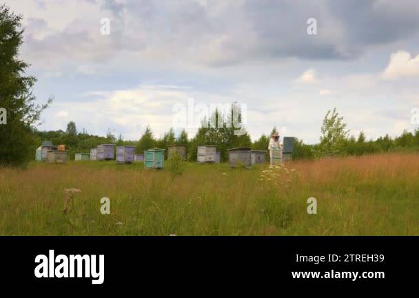 Forest apiary Stock Videos & Footage - HD and 4K Video Clips - Alamy