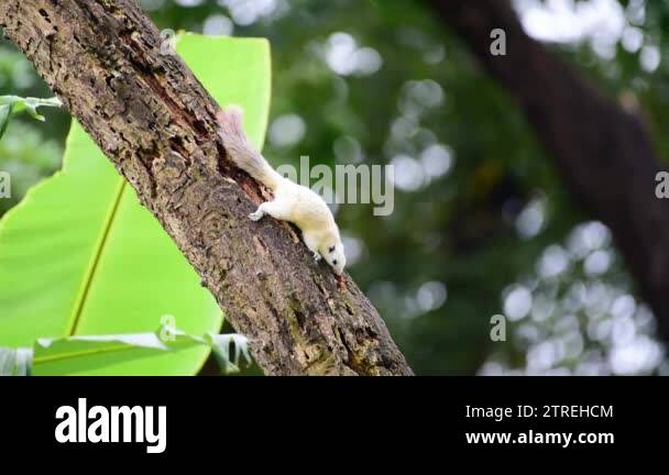 Mammal family tree Stock Videos & Footage - HD and 4K Video Clips - Alamy