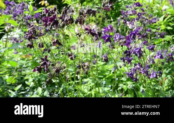 Columbine flower field Stock Videos & Footage - HD and 4K Video Clips ...