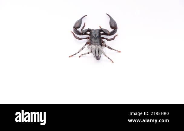 Cave scorpion Stock Videos & Footage - HD and 4K Video Clips - Alamy