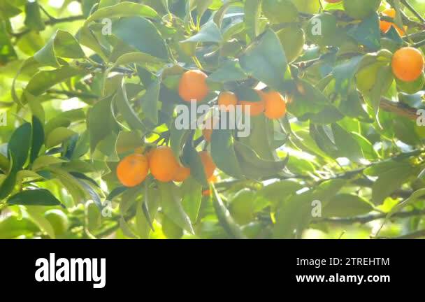 Fortunella japonica thunb Stock Videos & Footage - HD and 4K Video ...