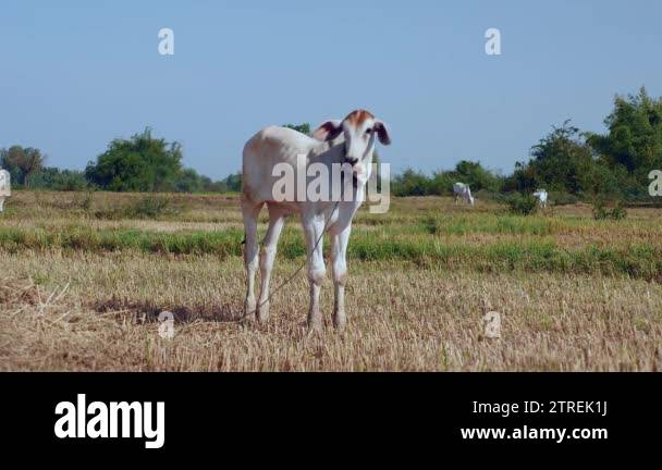Standing young cows head face Stock Videos & Footage - HD and 4K Video ...