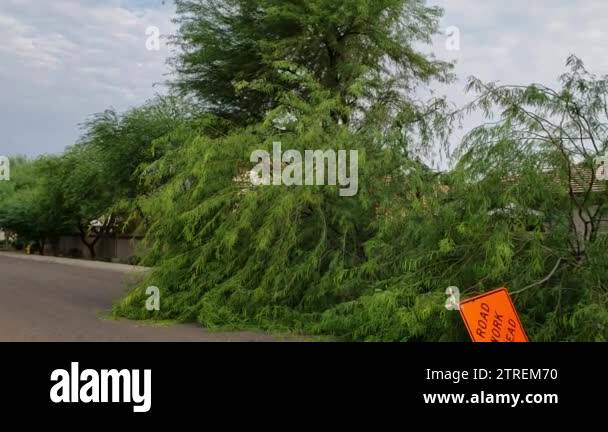 Residential street with a fallen old mesquite tree after annual summer ...