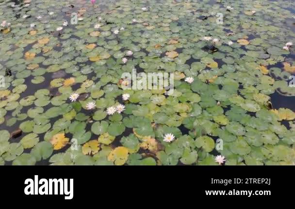 Field of Lotus on a tropical island Bali, Indonesia. Beautiful 4K ...