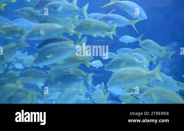 Frantic Stock Videos & Footage - HD and 4K Video Clips - Alamy