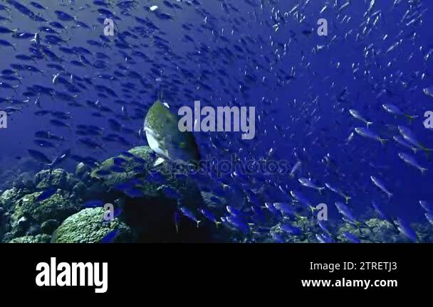Giant school of tropical fish and some jack fish, Red Sea Stock Video ...