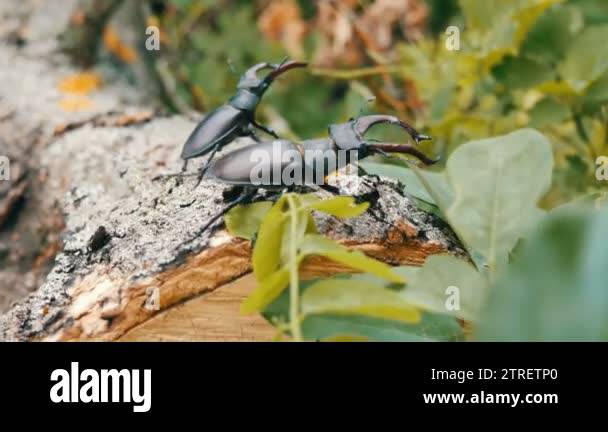 Two big deer beetles Lucanus cervus creep along tree. Rare beetles in ...