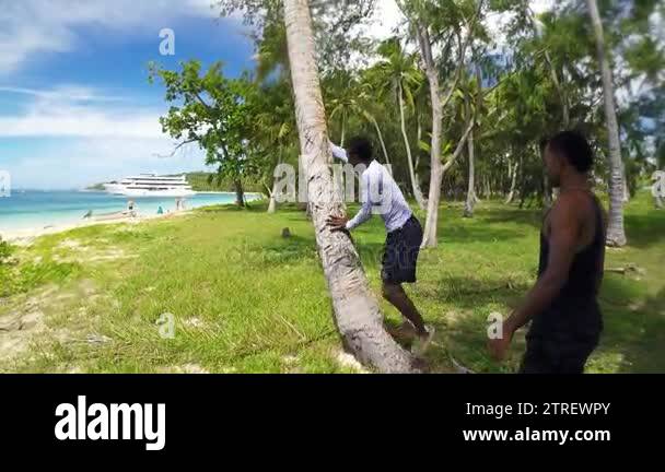 Fijian tree Stock Videos & Footage - HD and 4K Video Clips - Alamy