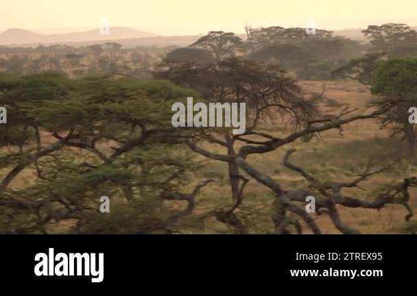Elephant acacia tree sunrise Stock Videos & Footage - HD and 4K Video ...