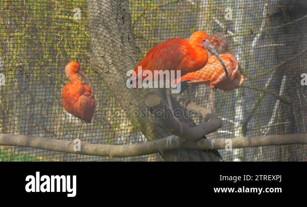 Three Ibises on a Tree in Aviary Scarlet Ibis Bird With Bright Red ...