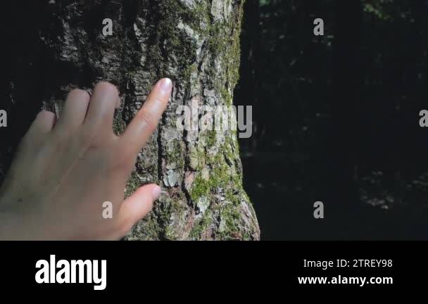 Young female hand tracing cracks and moss on tree bark with index ...