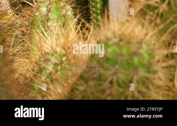 Transfer focus: Echinopsis candicans is species of cactus from northern ...