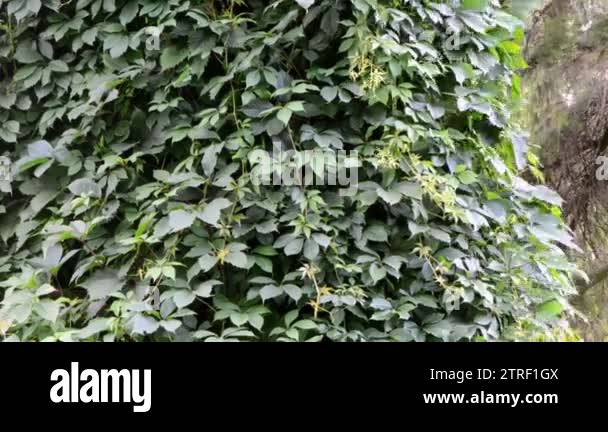 Tree creeper tree climber Stock Videos & Footage - HD and 4K Video ...