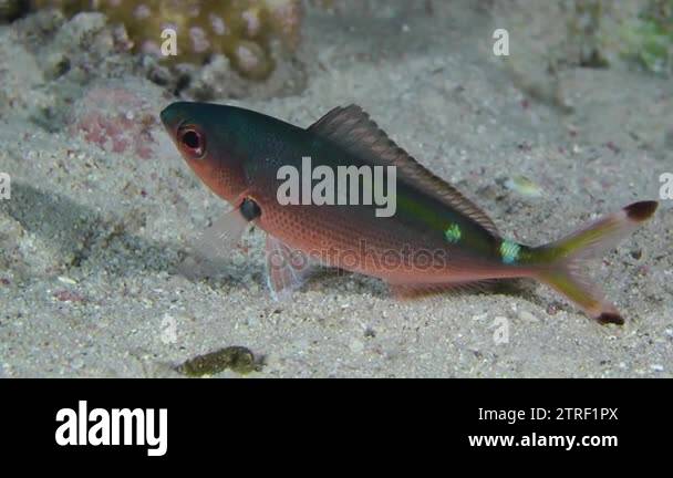 Fusilier de suez Stock Videos & Footage - HD and 4K Video Clips - Alamy