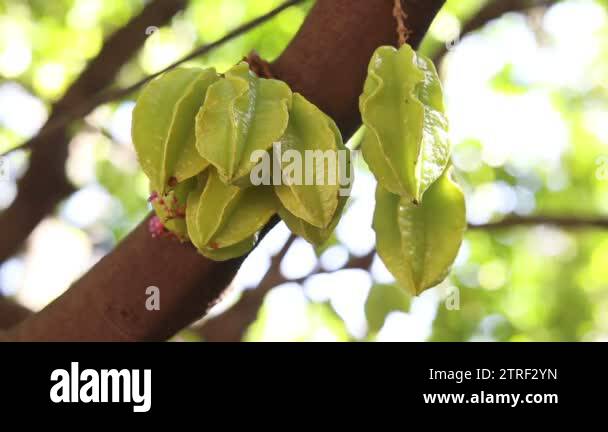 Star apple tree Stock Videos & Footage - HD and 4K Video Clips - Alamy