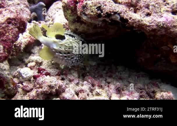 Porcupinefishe Igelfische fish urchin underwater on amazing seabed in ...